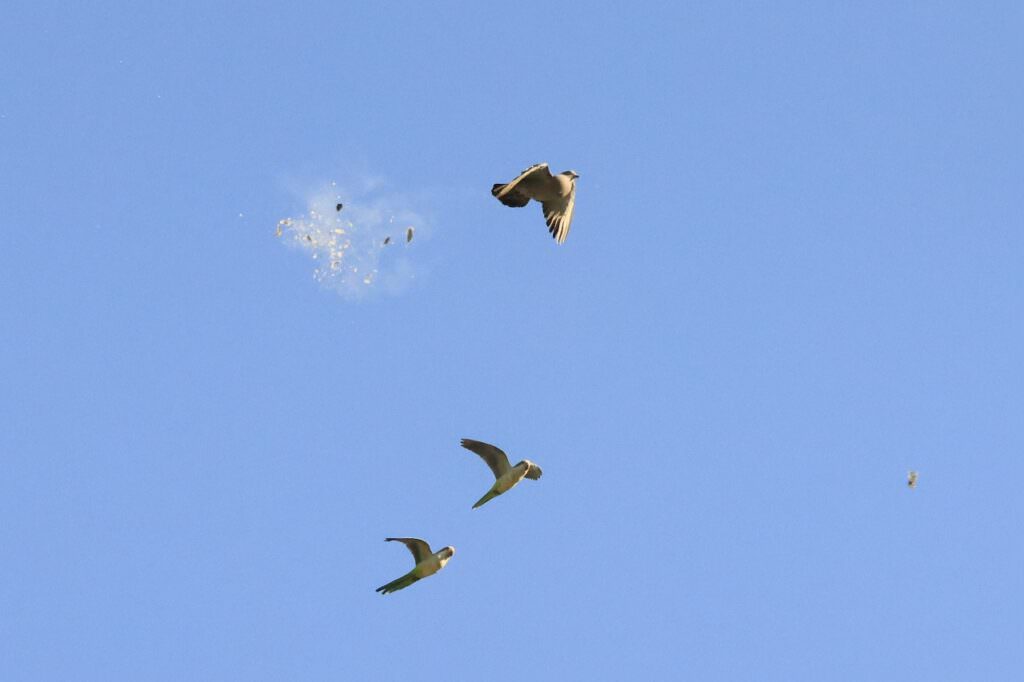 The Lodges – Wingshooting Unlimited – Bird Hunting in Argentina